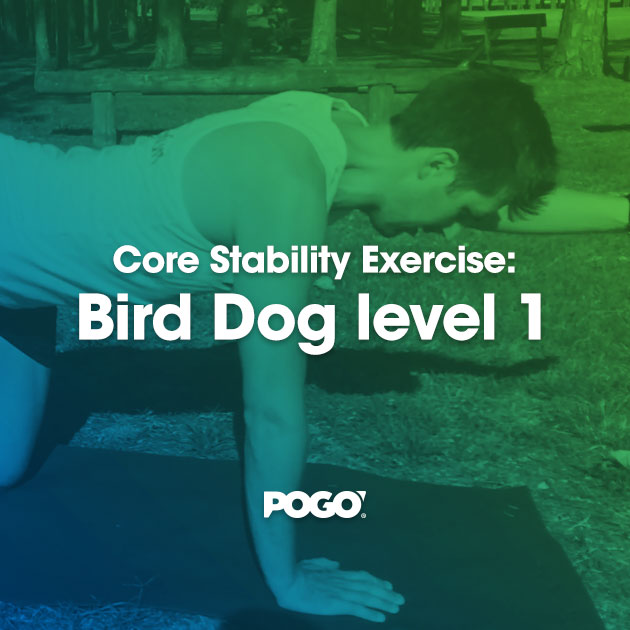 Core Stability Exercise - Bird Dog level 1 | POGO Physio Gold Coast