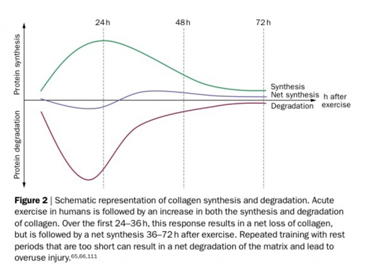 The 3 key stages for Achilles Tendinopathy exercises | POGO Physio Gold ...