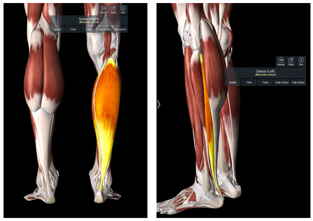 Why Do I Always Get Tight Sore Calves? | POGO Physio Gold Coast