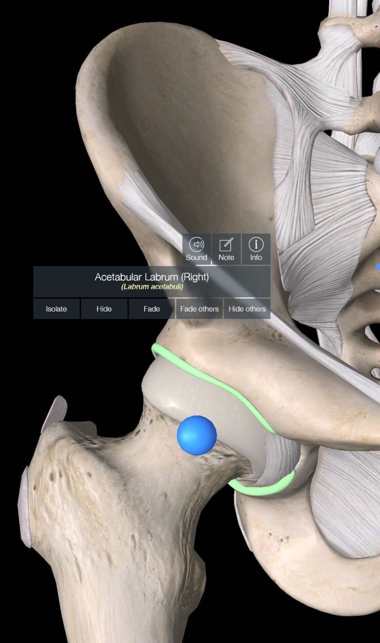 Managing Hip Instability (Dysplasia) | POGO Physio Gold Coast