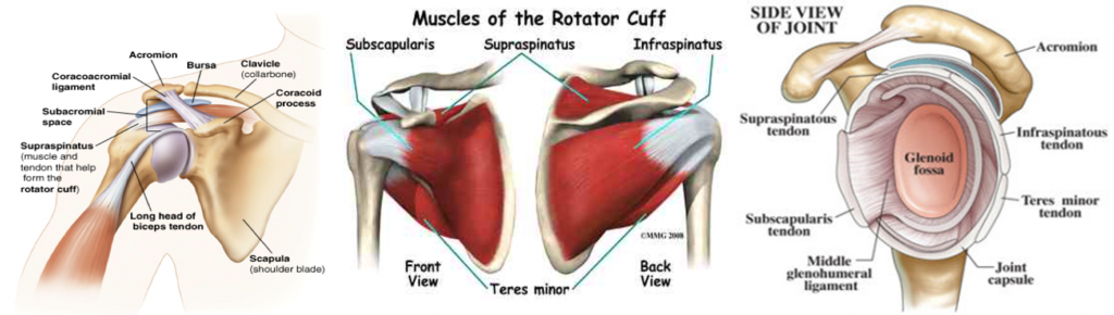 Shoulder instability and Rotator cuff related shoulder pain (RCRSP) FAQ ...