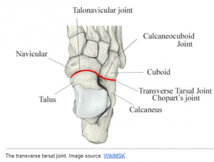 Navicular bone stress injuries in runners | POGO Physio Gold Coast