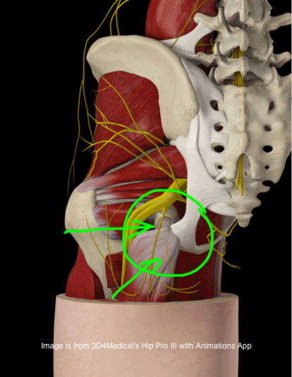 13 Top Tips that will help your Proximal Hamstring Tendinopathy | POGO ...