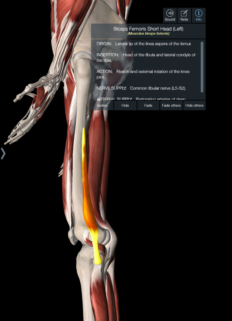 Choosing The Right Hamstring Exercises | POGO Physio Gold Coast