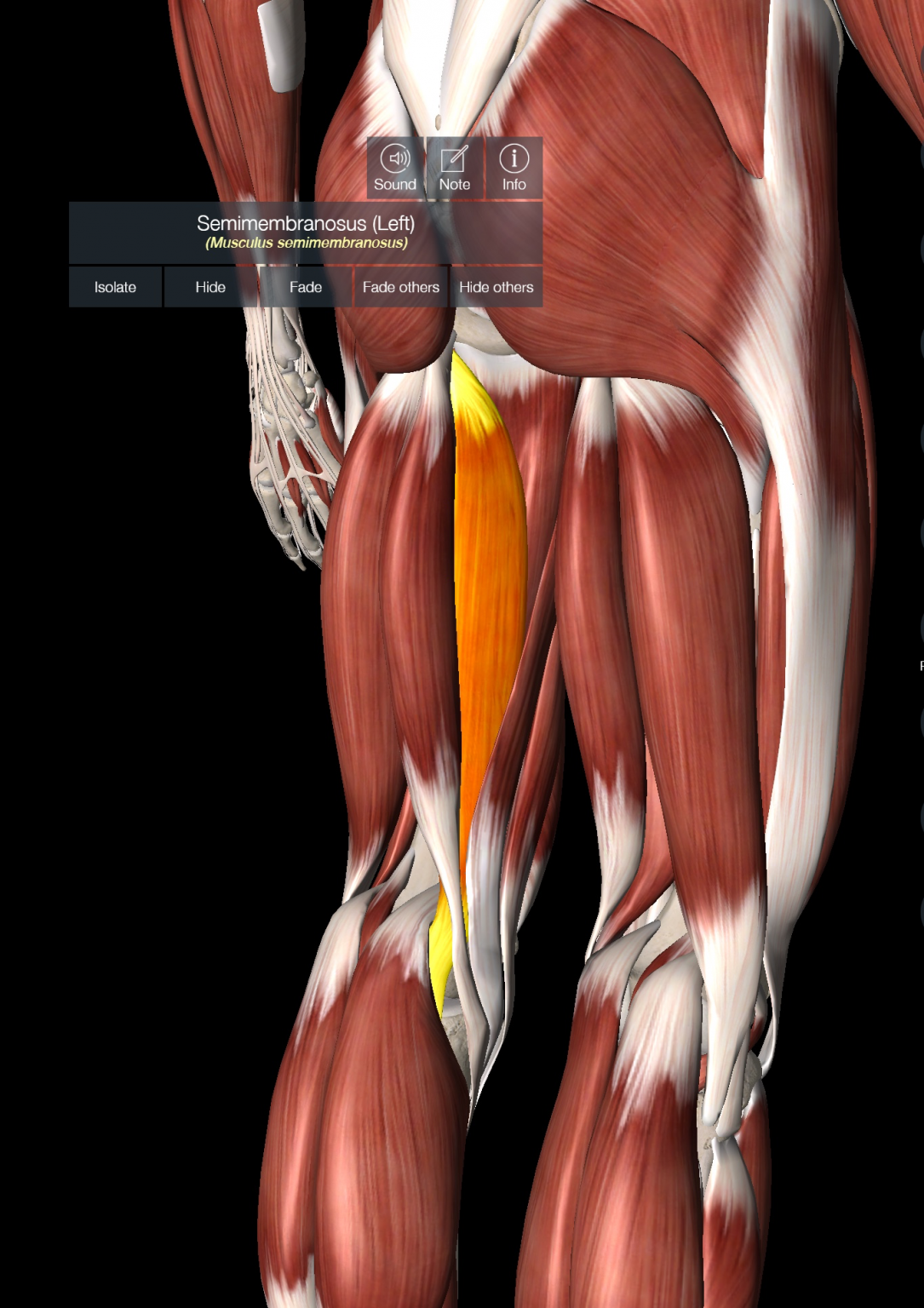 Choosing The Right Hamstring Exercises | POGO Physio Gold Coast