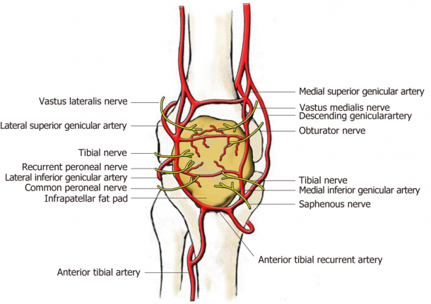Could your ‘fat pad’ be causing your knee pain? | POGO Physio Gold Coast
